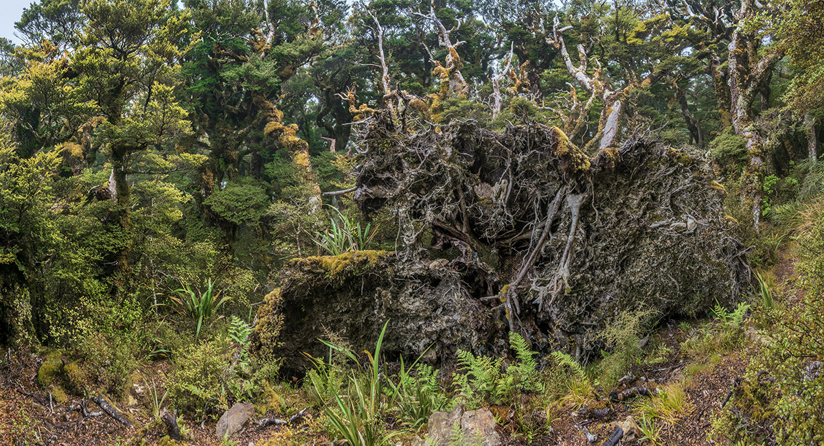 Mitre via Table Ridge, January 2021 - Occasional Climber